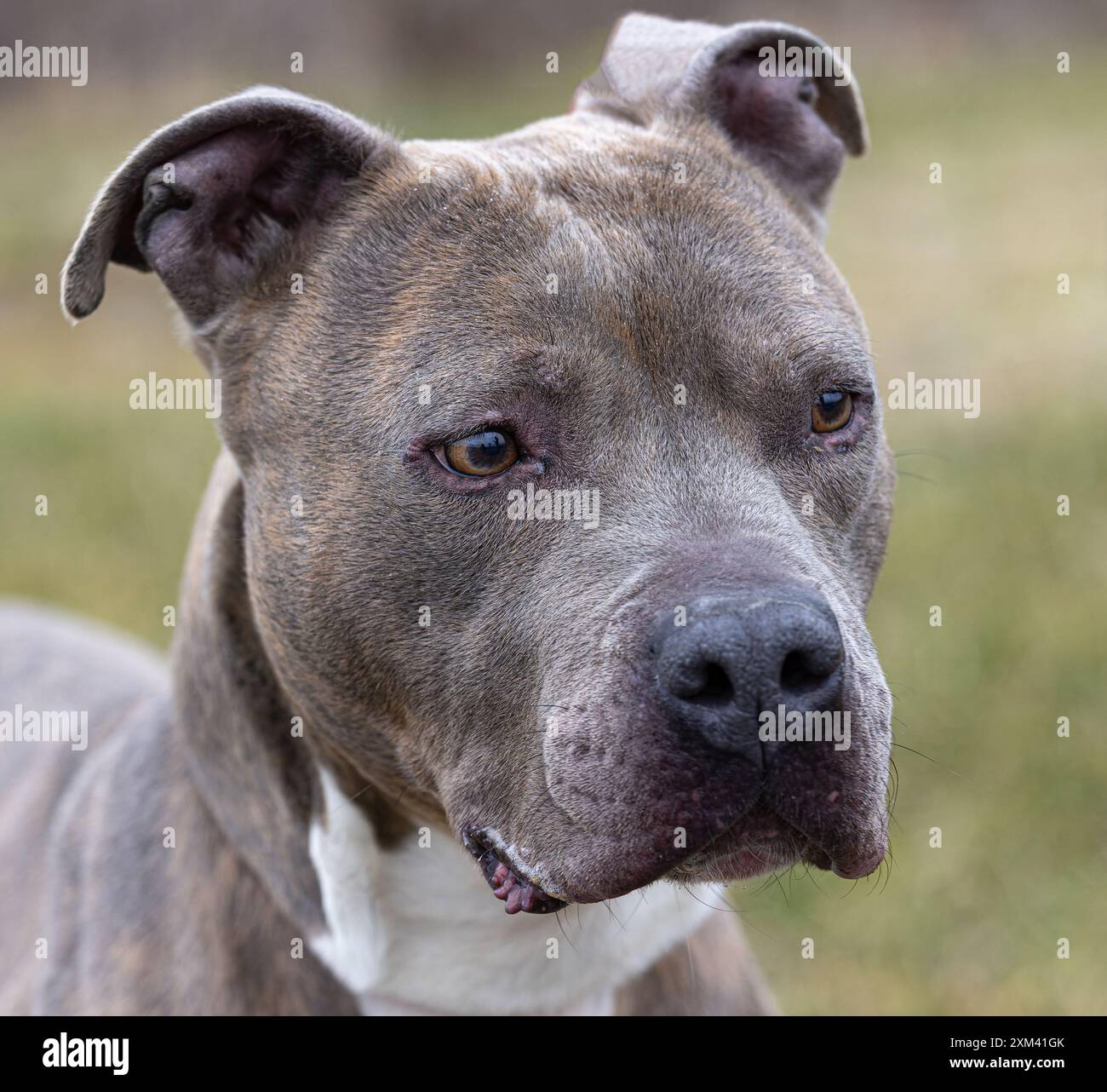 Adoptable Pit Bulls in Animal Shelters Stock Photo - Alamy