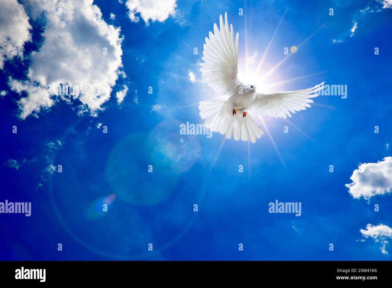 Tauben hintergrund hi-res stock photography and images - Alamy