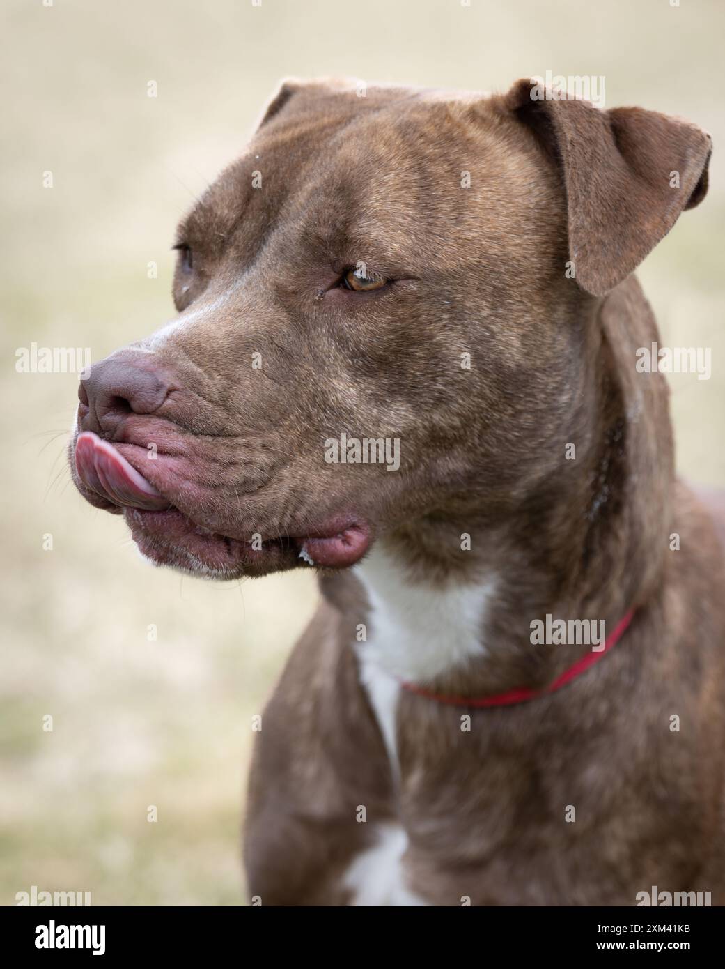 Adoptable Pit Bulls in Animal Shelters Stock Photo - Alamy