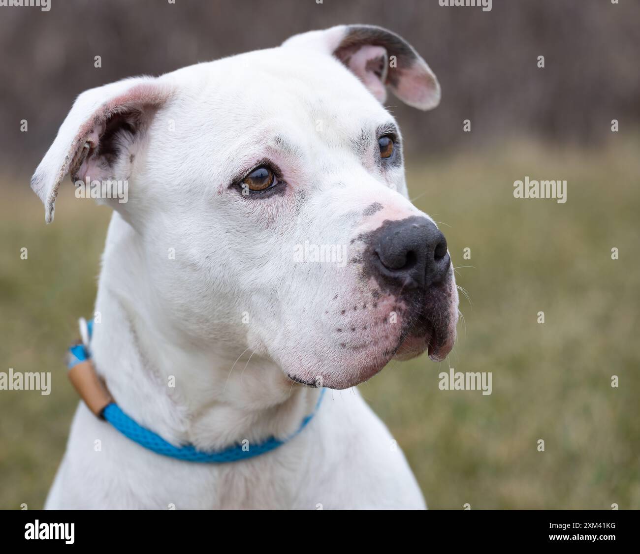 Adoptable Pit Bulls in Animal Shelters Stock Photo - Alamy