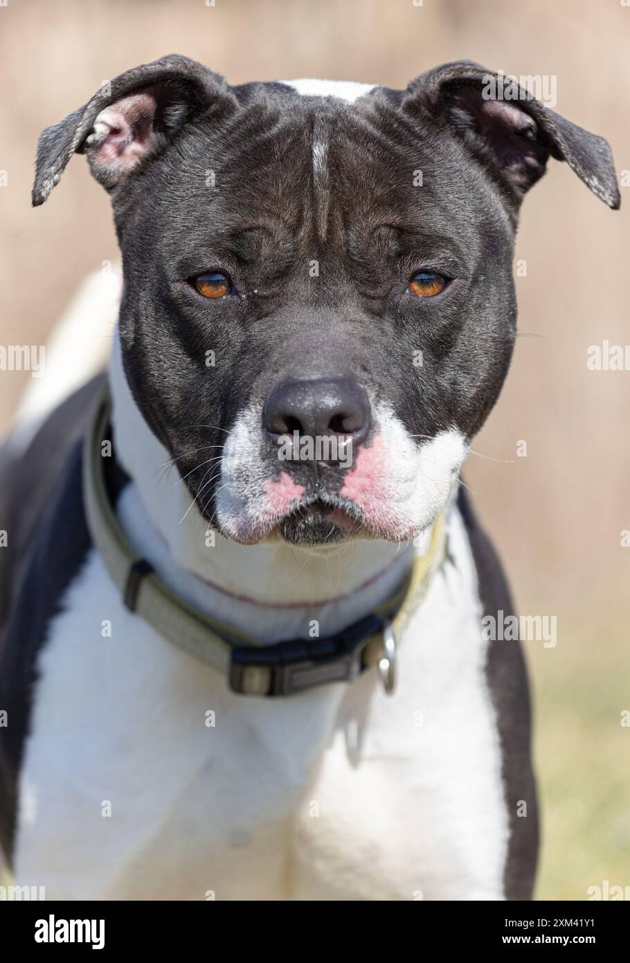 Adoptable Pit Bulls in Animal Shelters Stock Photo - Alamy
