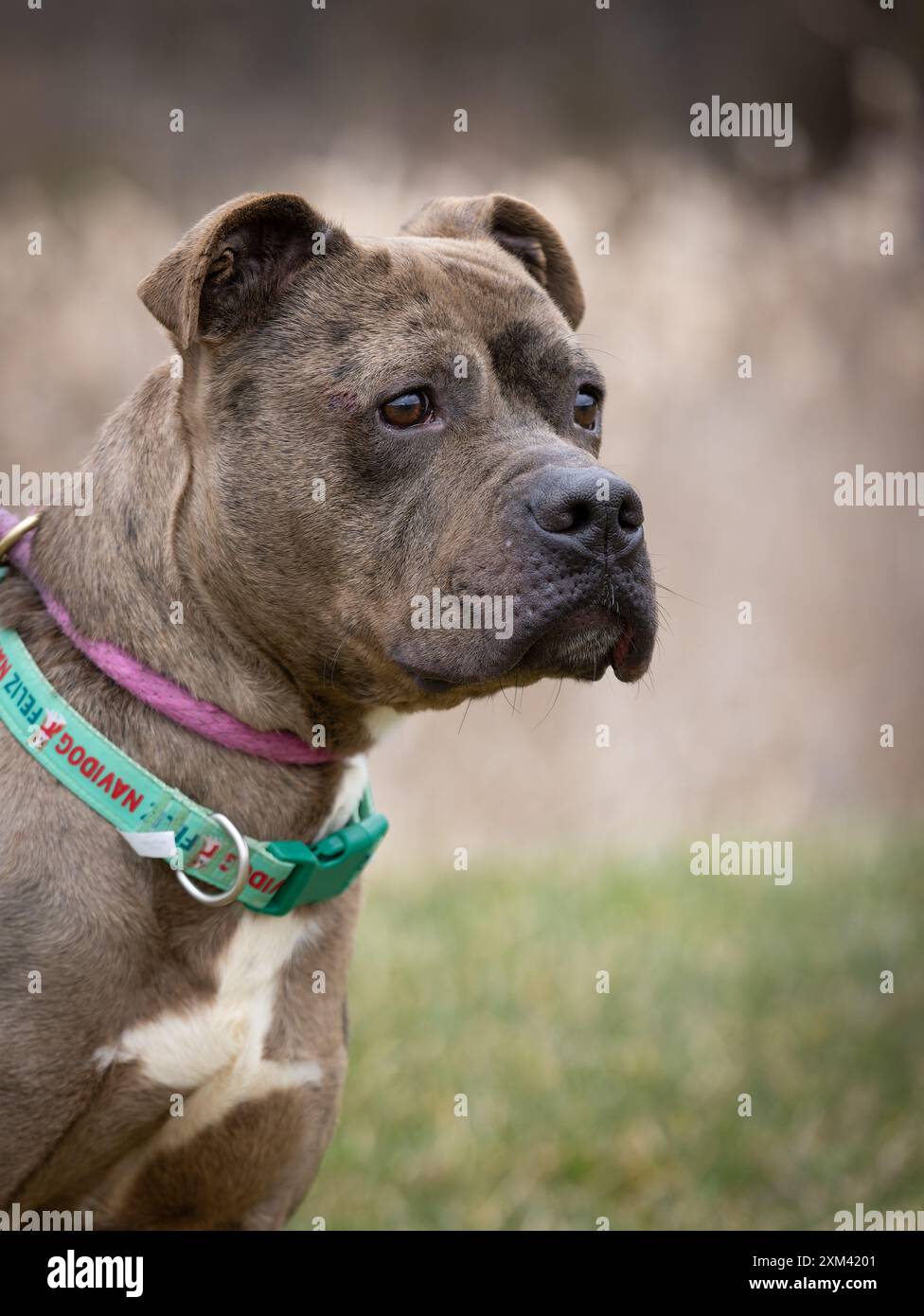 Adoptable Pit Bulls in Animal Shelters Stock Photo - Alamy