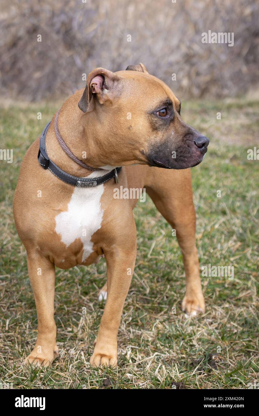 Adoptable Pit Bulls in Animal Shelters Stock Photo - Alamy