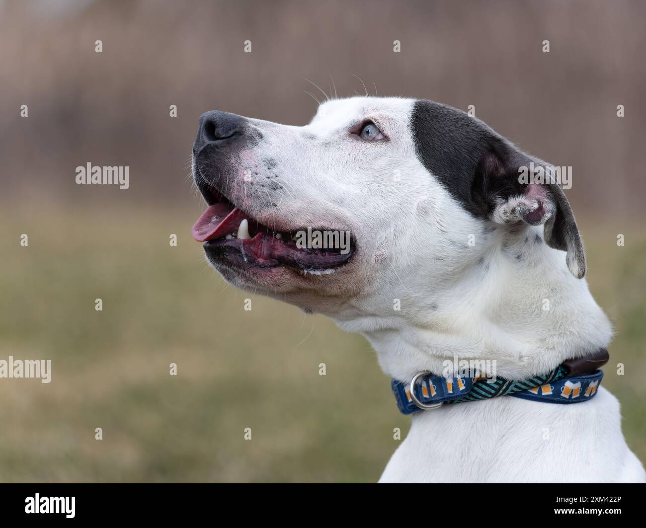 Pitbulls shelter hi-res stock photography and images - Alamy