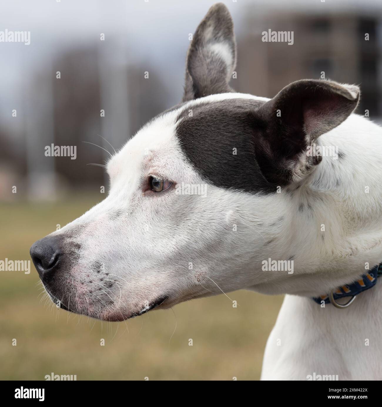Adoptable Pit Bulls in Animal Shelters Stock Photo - Alamy