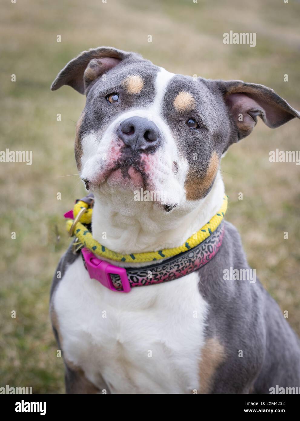 Adoptable Pit Bulls in Animal Shelters Stock Photo - Alamy