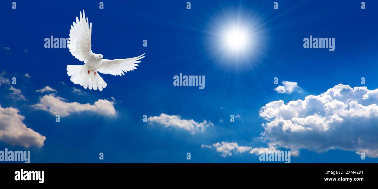 Tauben hintergrund hi-res stock photography and images - Alamy