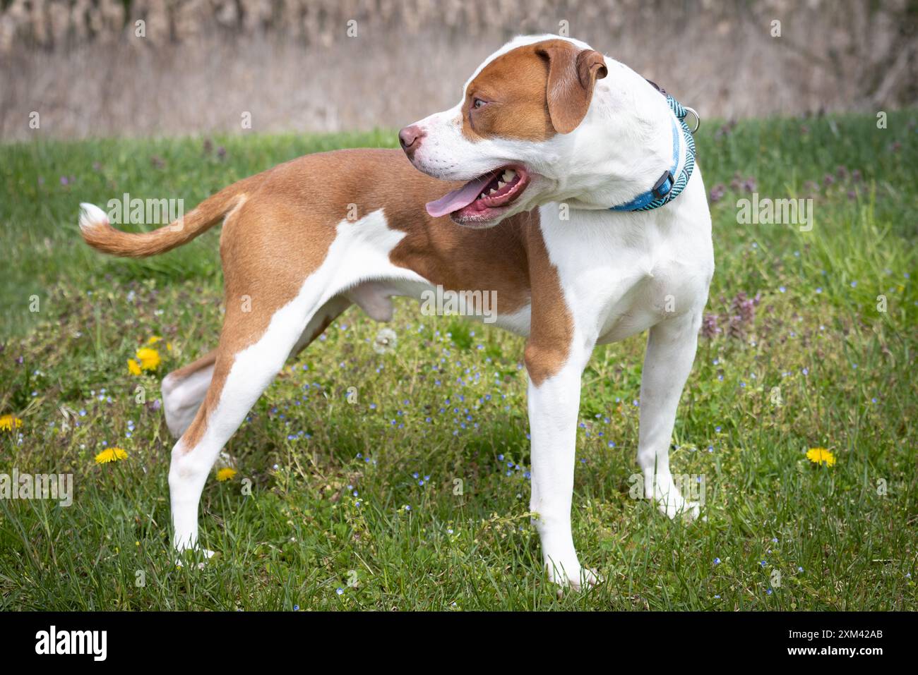 Adoptable Pit Bulls in Animal Shelters Stock Photo - Alamy
