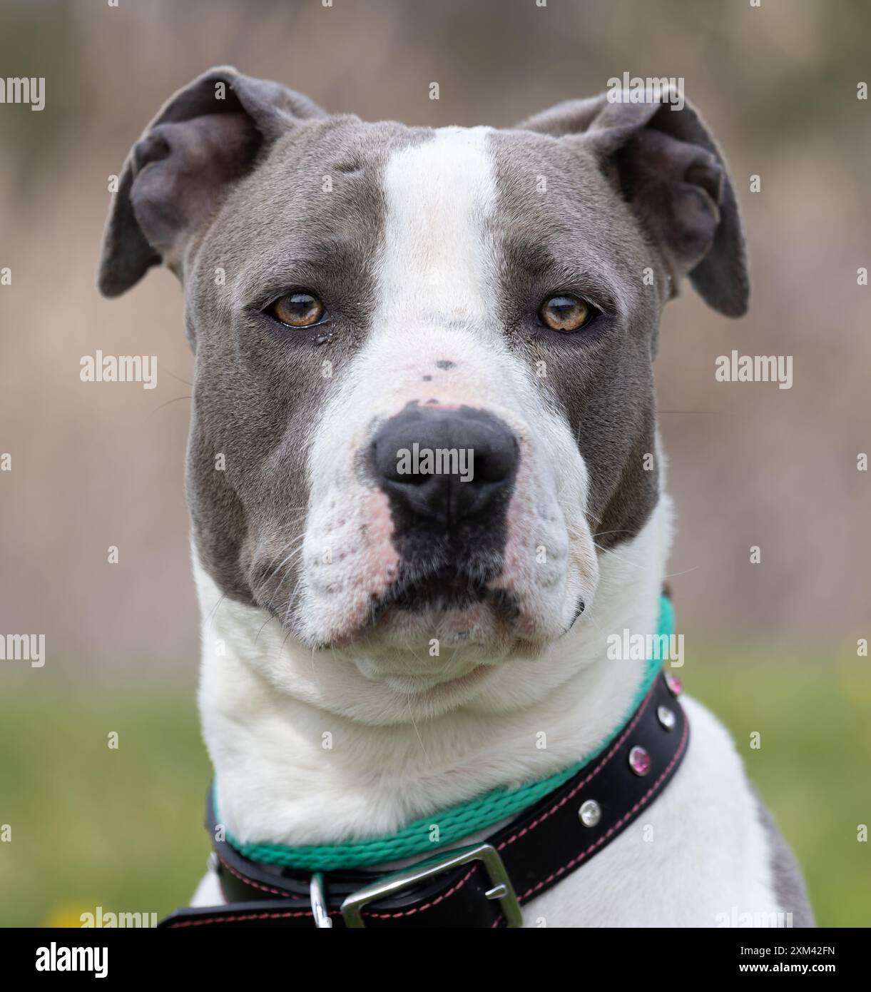 Adoptable Pit Bulls in Animal Shelters Stock Photo - Alamy