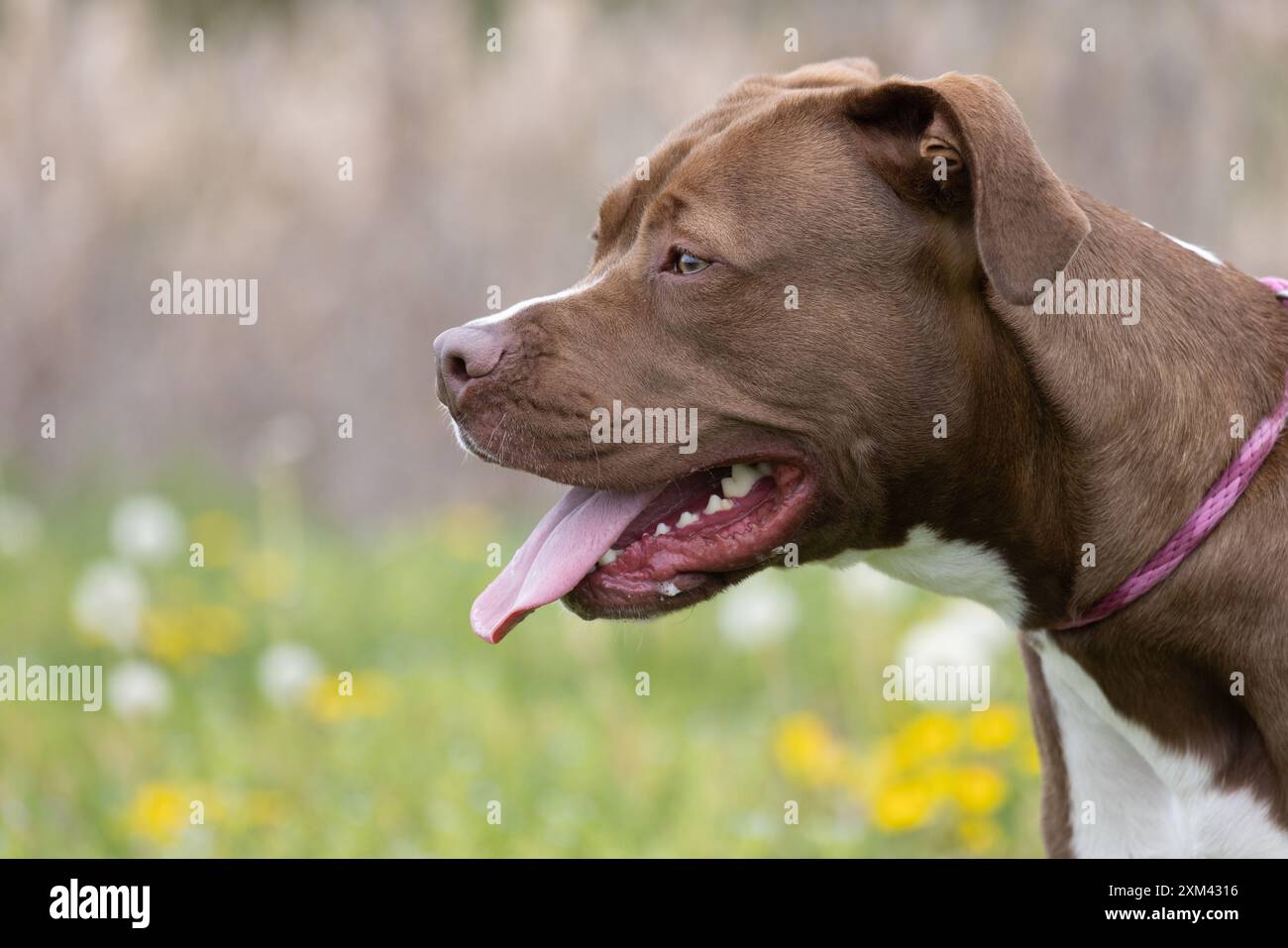 Adoptable Pit Bulls in Animal Shelters Stock Photo - Alamy