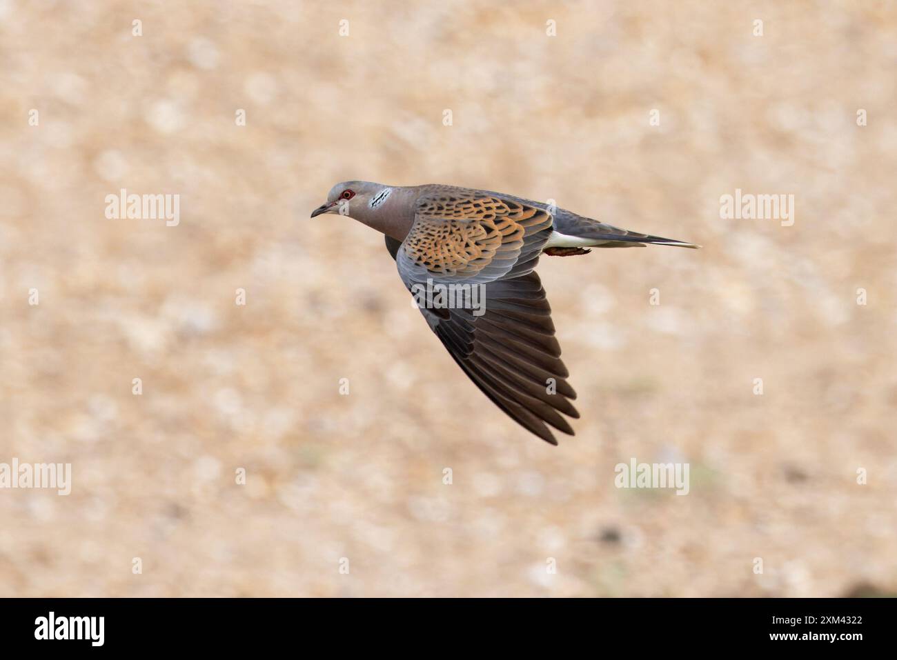 Turtle dove flying hi-res stock photography and images - Alamy