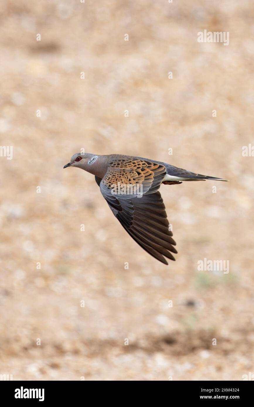 Turtle Dove (Streptopelia turtur) flying Norfolk July 2024 Stock Photo ...