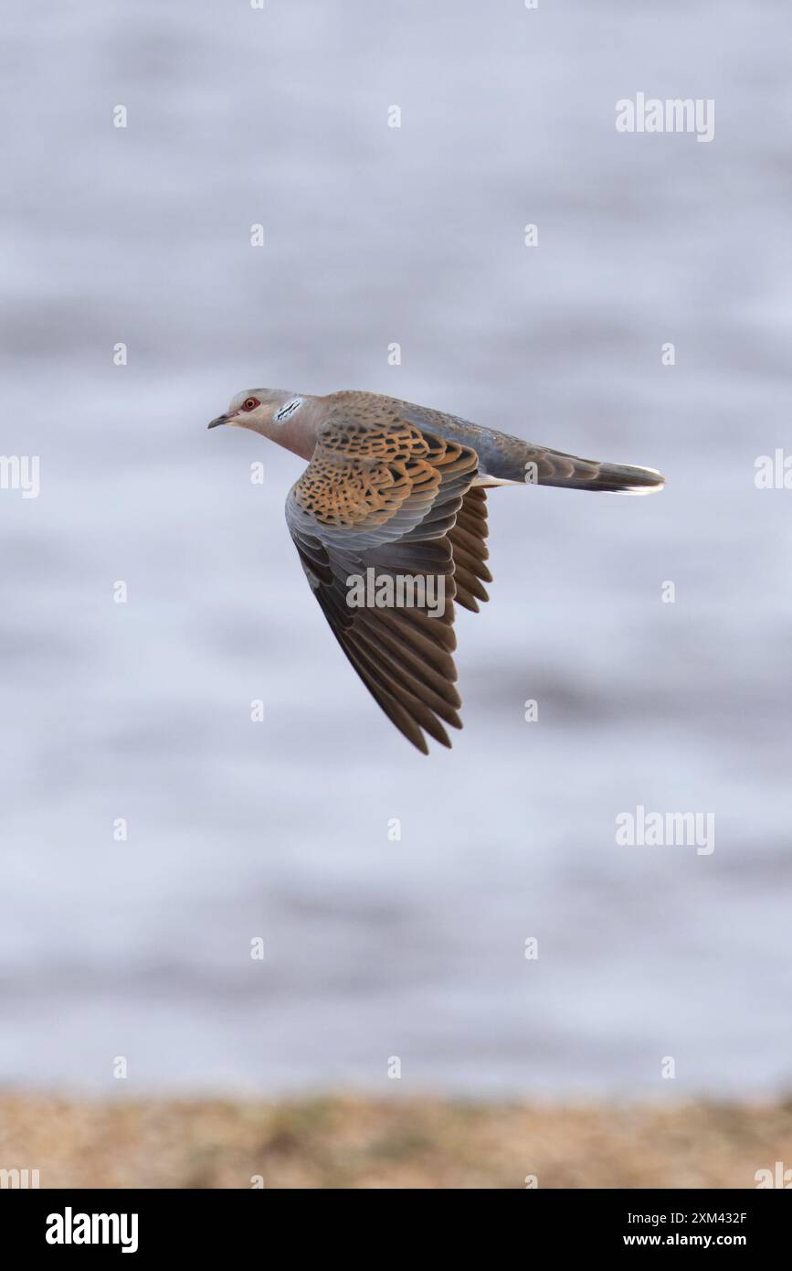 Turtle Dove (Streptopelia turtur) flying Norfolk July 2024 Stock Photo ...
