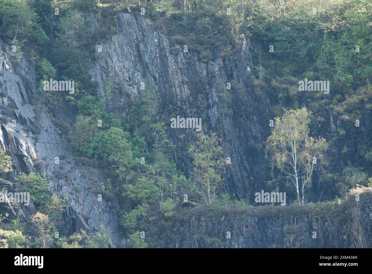 Silver birch tree glencoe scotland hi-res stock photography and images ...
