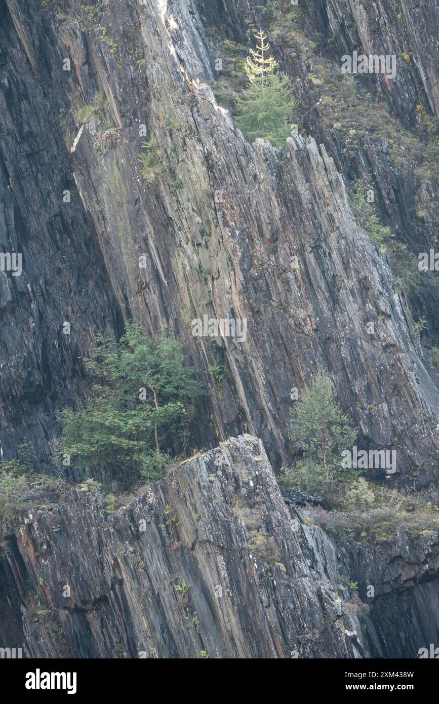 Silver birch tree glencoe scotland hi-res stock photography and images ...