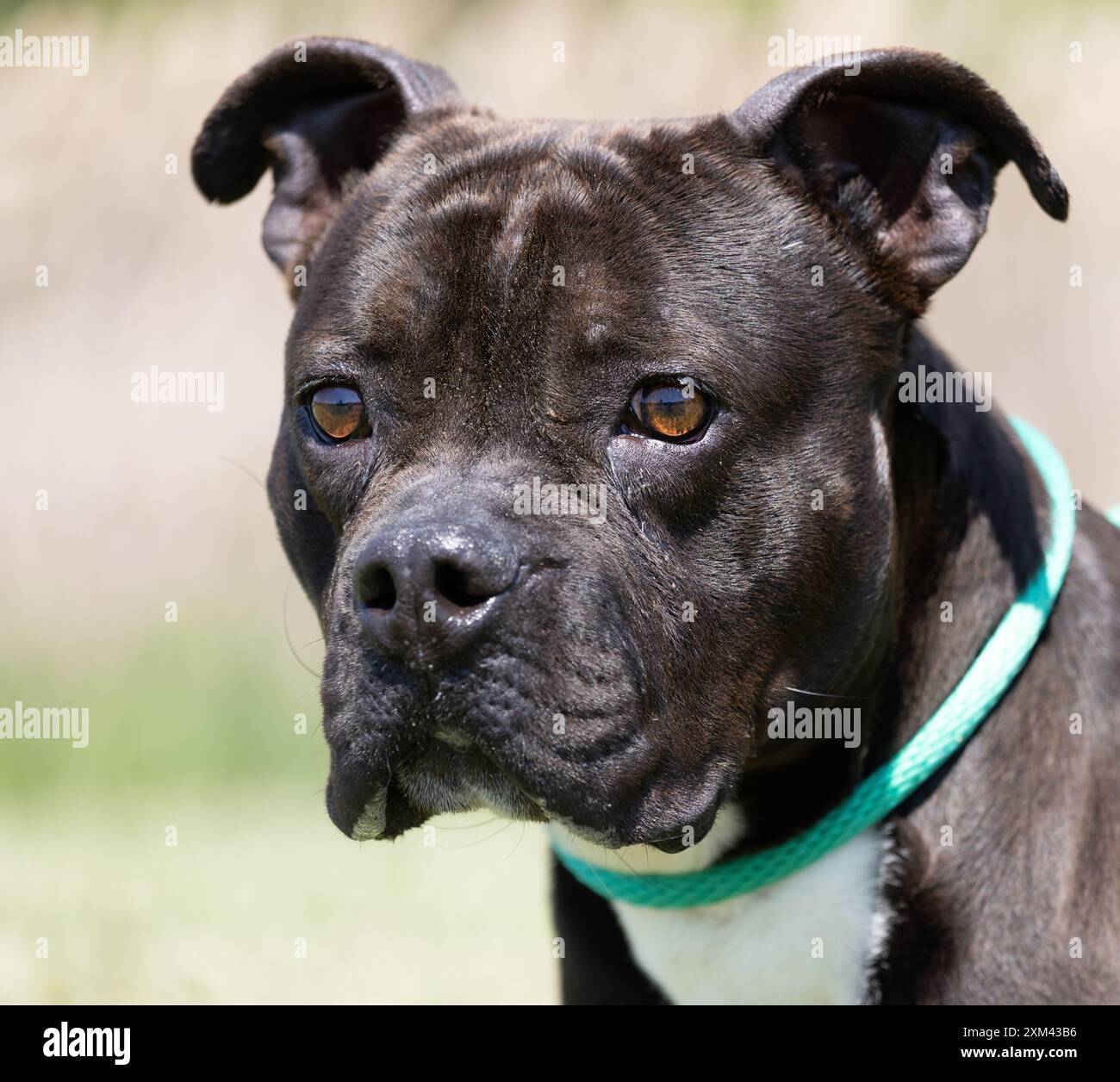 Adoptable Pit Bulls in Animal Shelters Stock Photo - Alamy