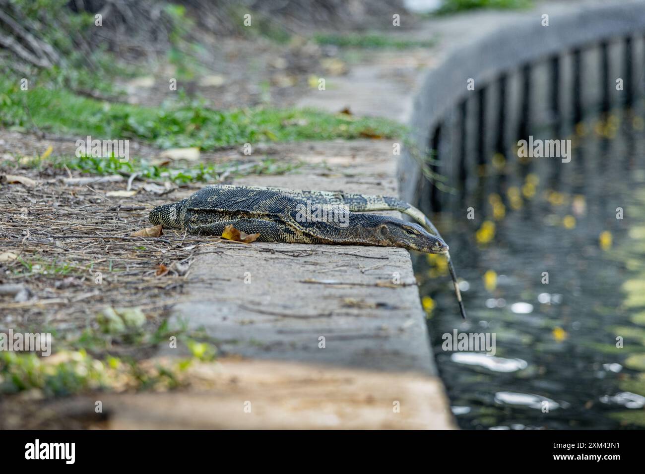 Monitor lizard is preparing to enter the lake in Lumphini Park, Bangkok ...