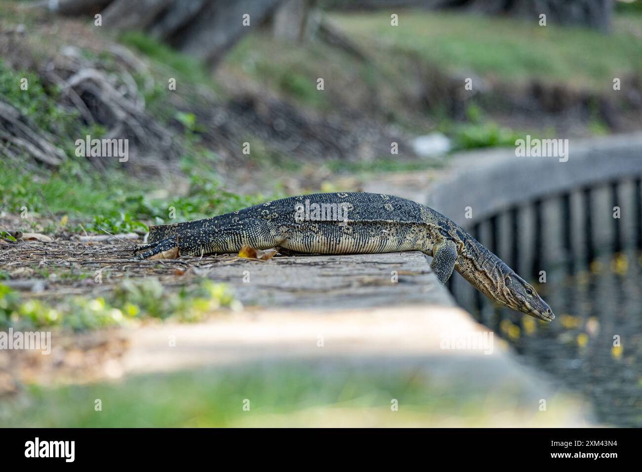 Monitor lizard is preparing to enter the lake in Lumphini Park, Bangkok ...
