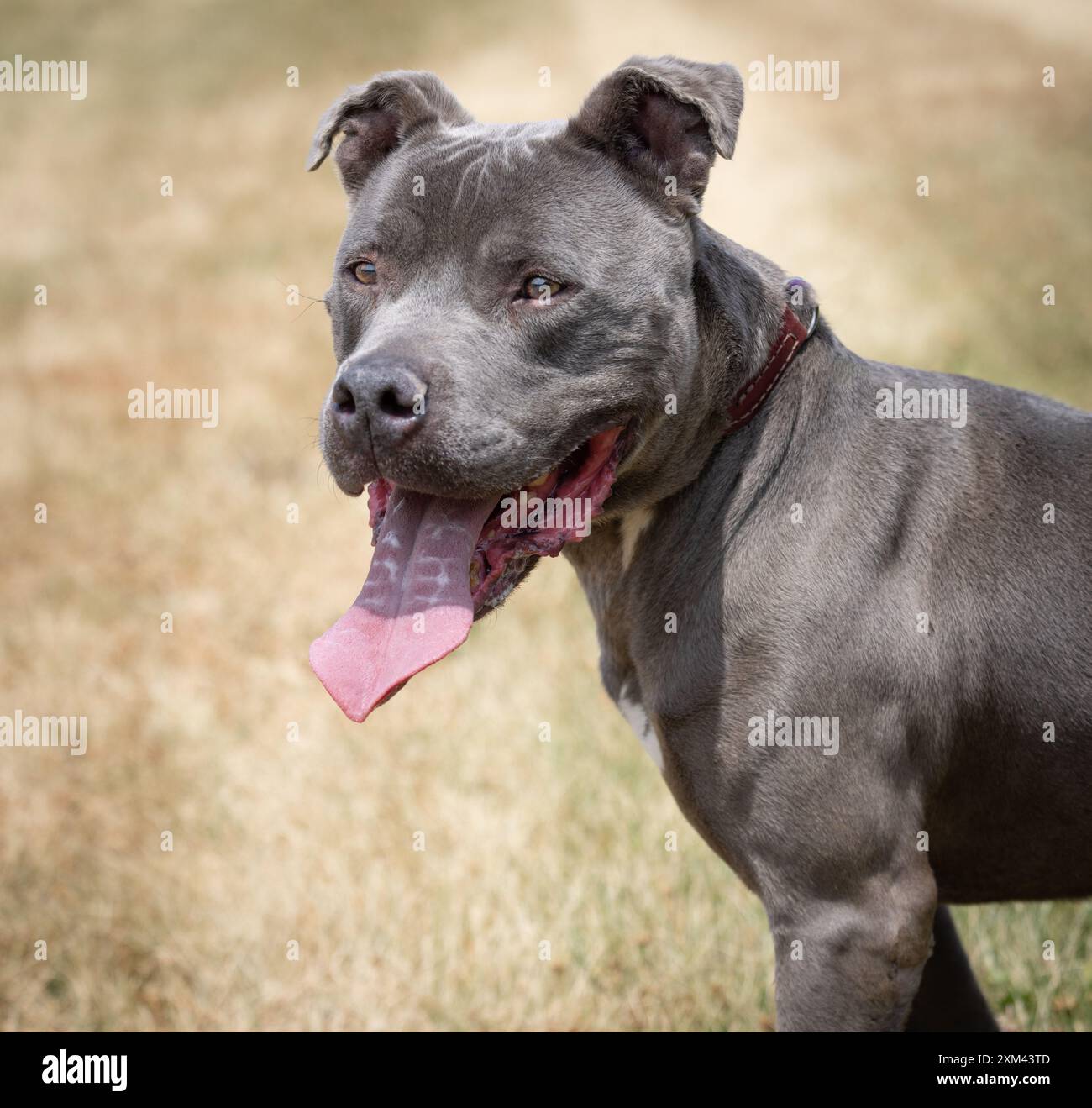 Adoptable Pit Bulls in Animal Shelters Stock Photo - Alamy