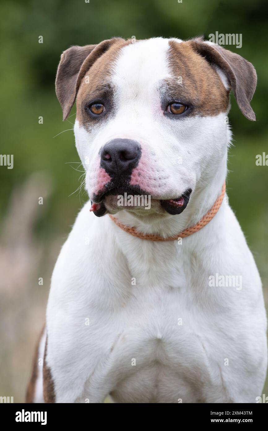 Adoptable Pit Bulls in Animal Shelters Stock Photo - Alamy