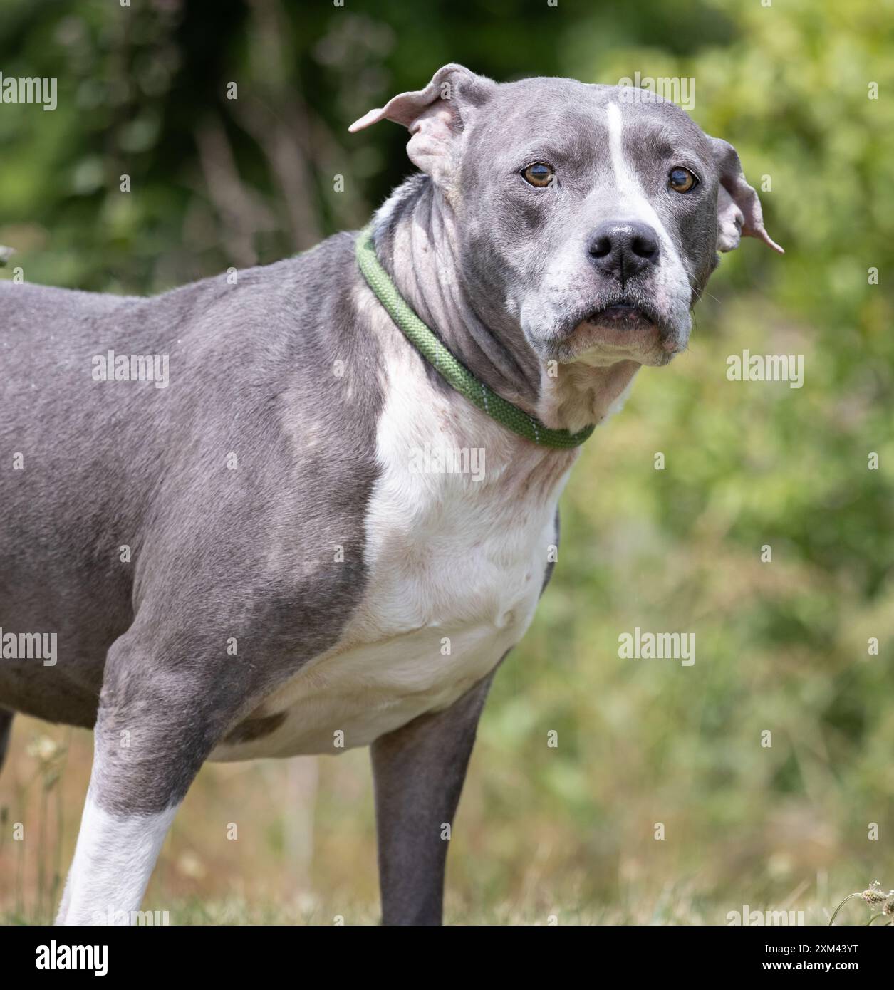 Adoptable Pit Bulls in Animal Shelters Stock Photo - Alamy