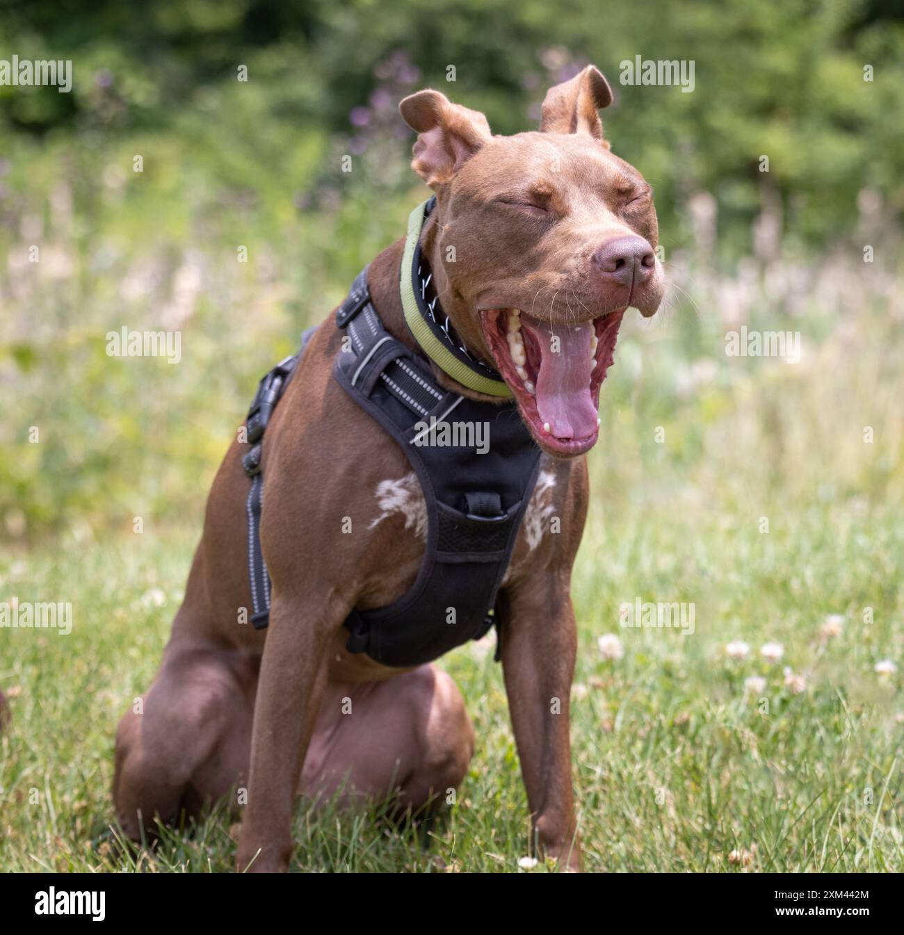 Adoptable Pit Bulls in Animal Shelters Stock Photo - Alamy