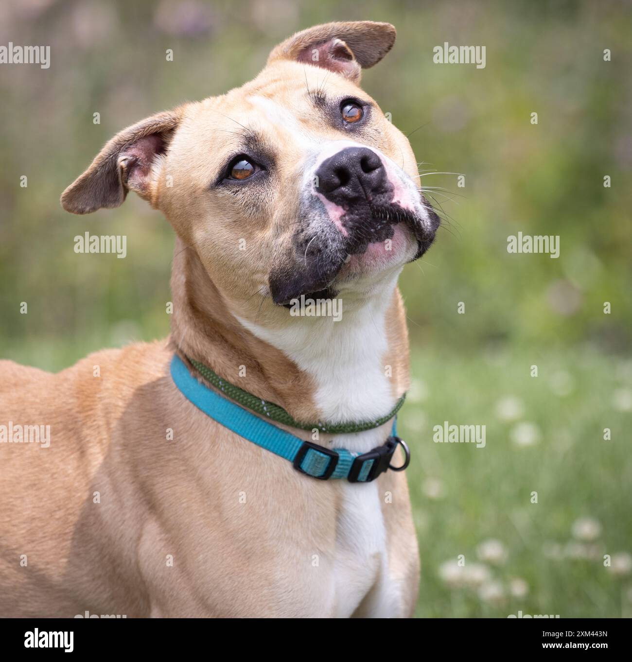 Adoptable Pit Bulls in Animal Shelters Stock Photo - Alamy