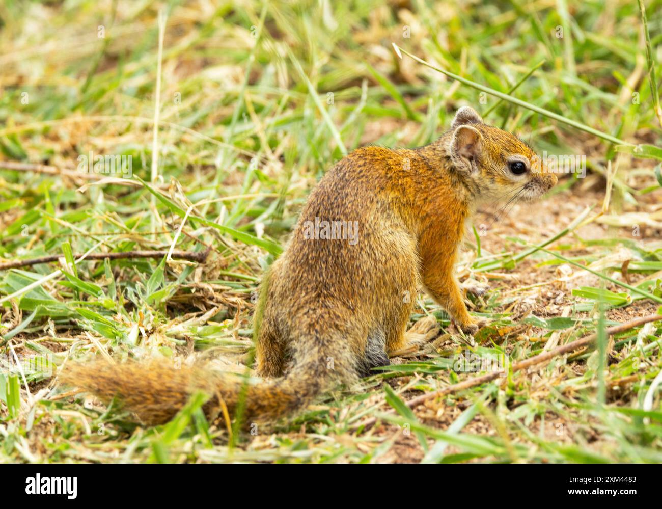 Smith's Bush Squirrel is a common and widespread rodent of the dry ...
