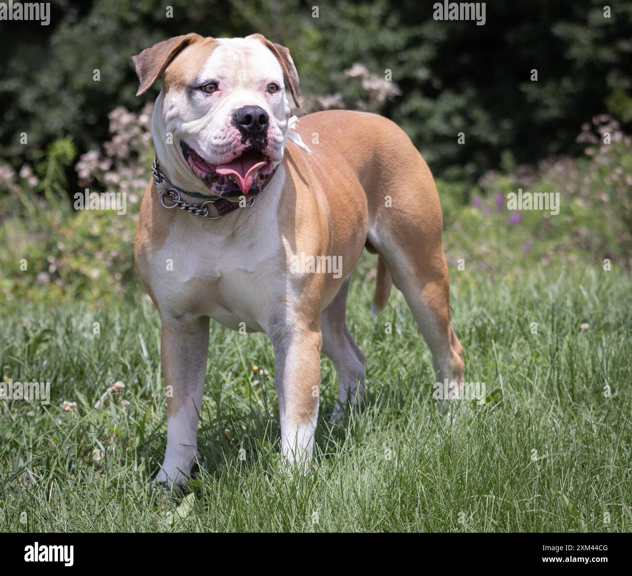 Adoptable Pit Bulls in Animal Shelters Stock Photo - Alamy