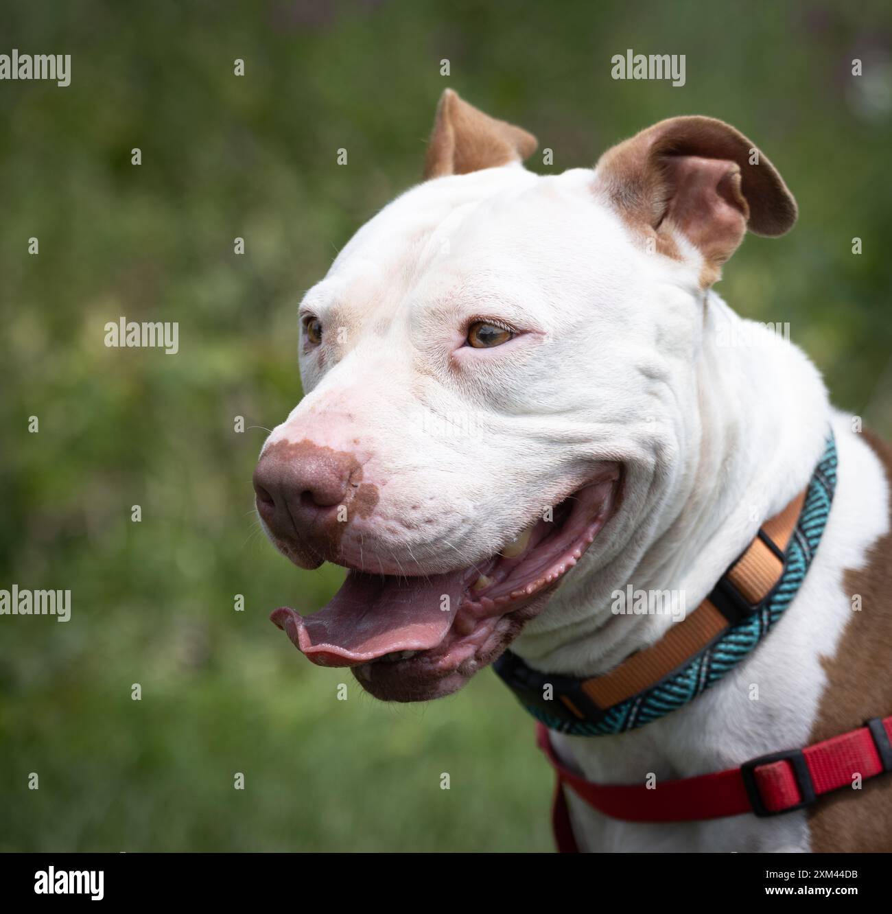 Adoptable Pit Bulls in Animal Shelters Stock Photo - Alamy