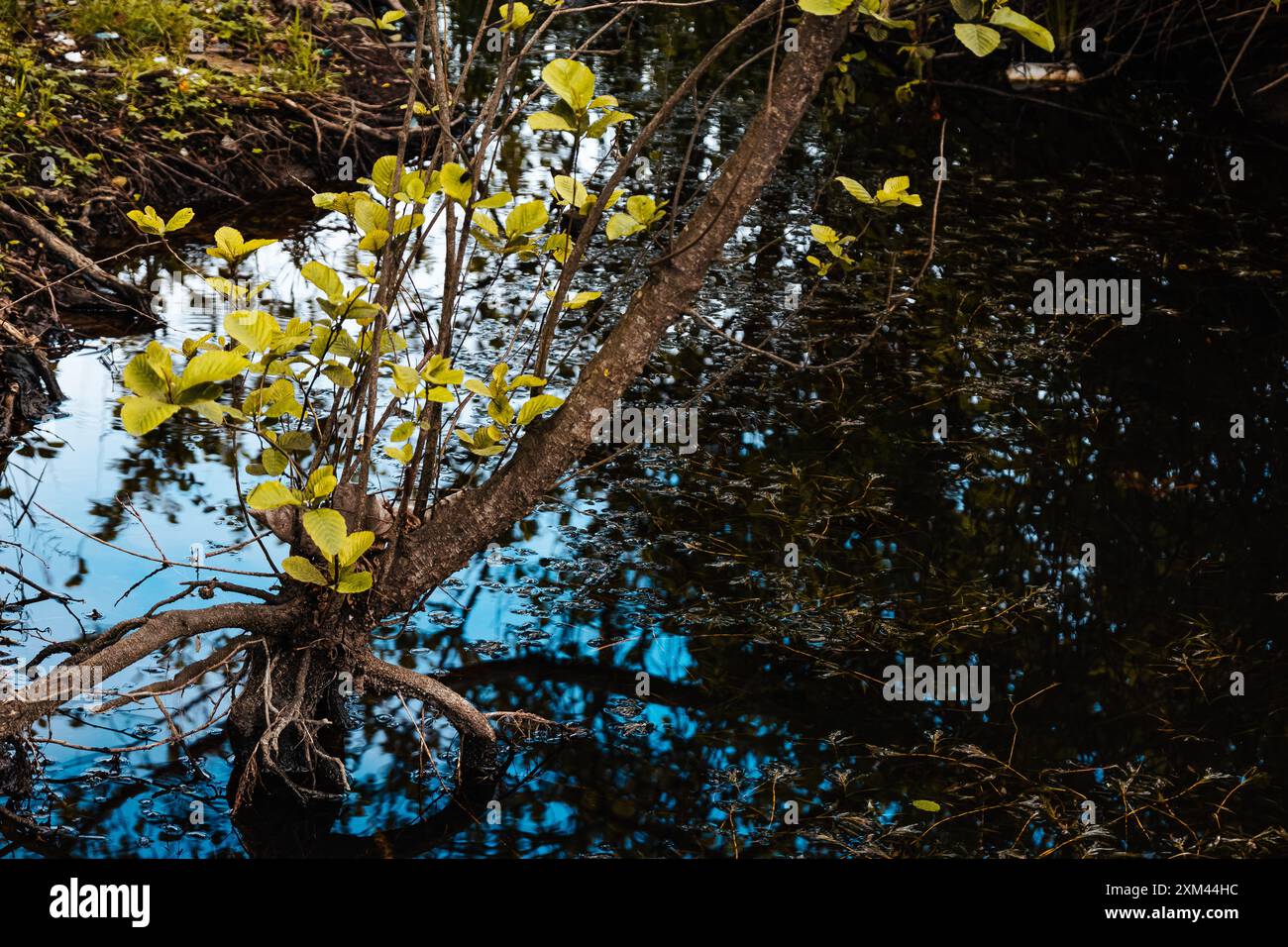 Fallen branch of a tree with green leaves over the swamp Stock Photo ...