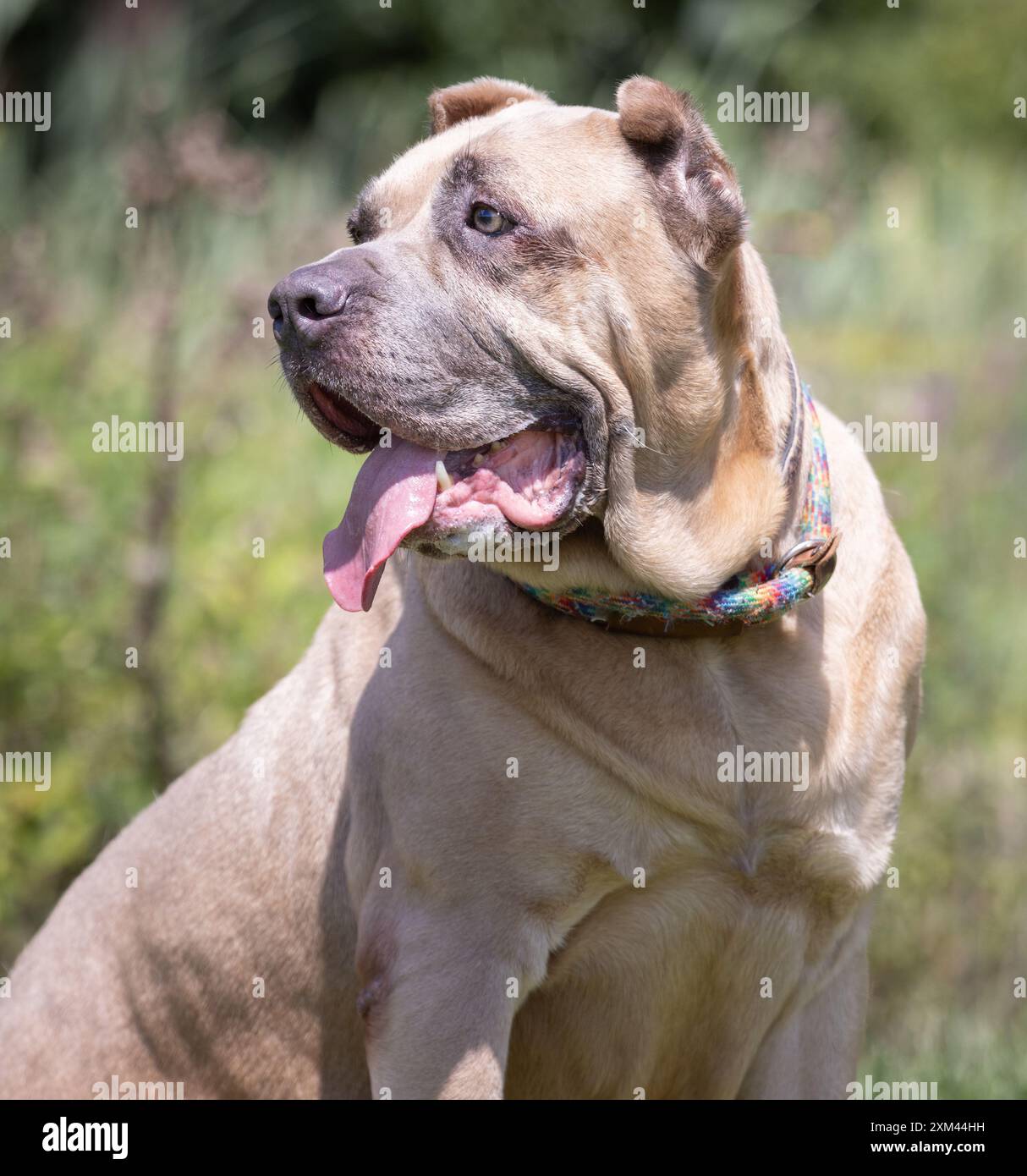 Pitbulls shelter hi-res stock photography and images - Alamy