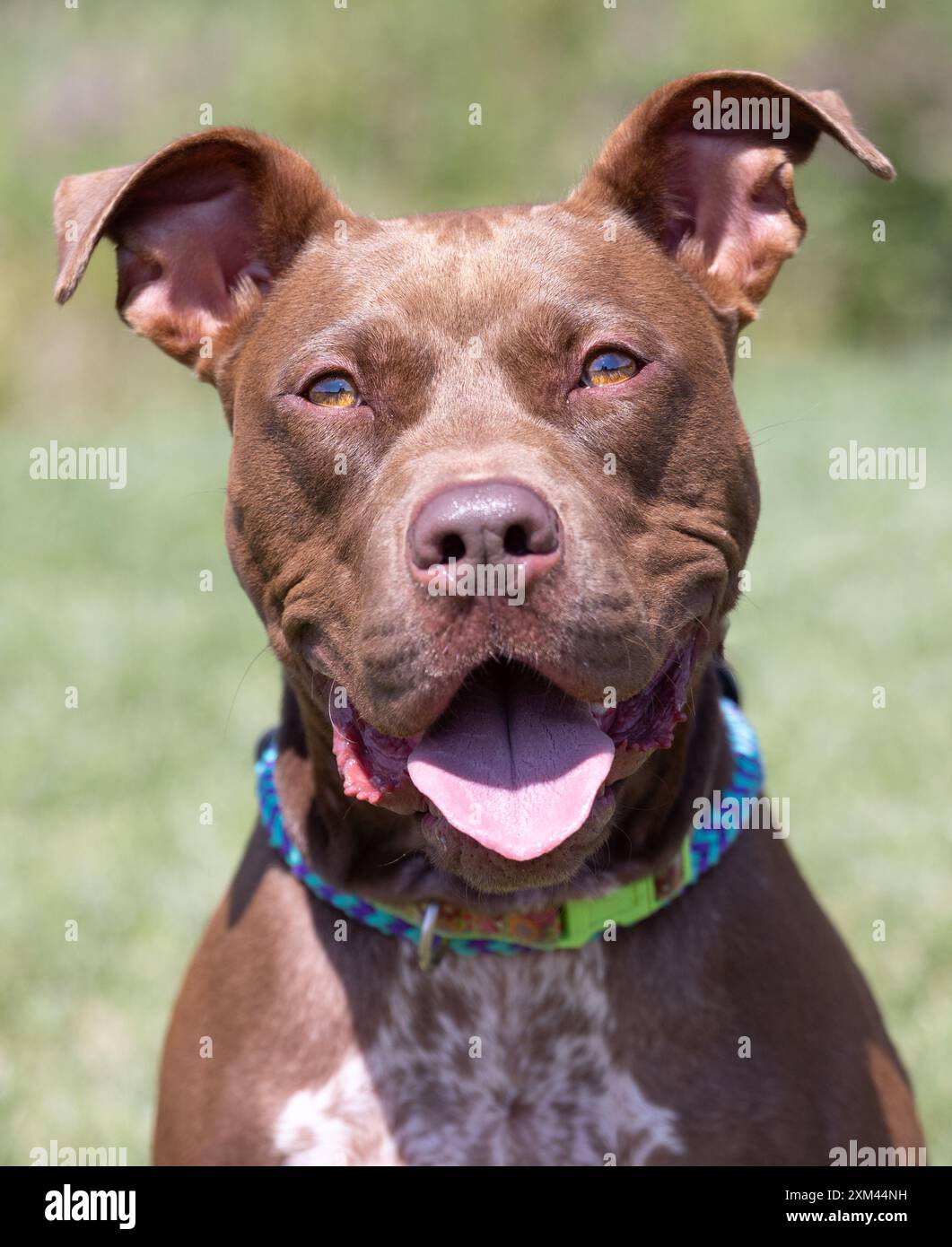 Adoptable Pit Bulls in Animal Shelters Stock Photo - Alamy
