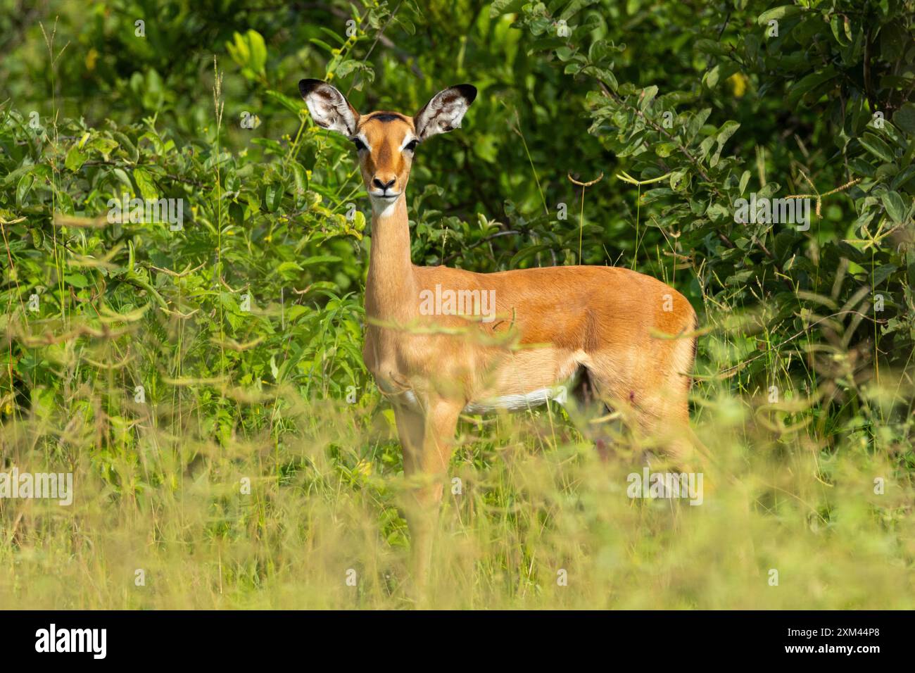 Generalist feeder hi-res stock photography and images - Alamy