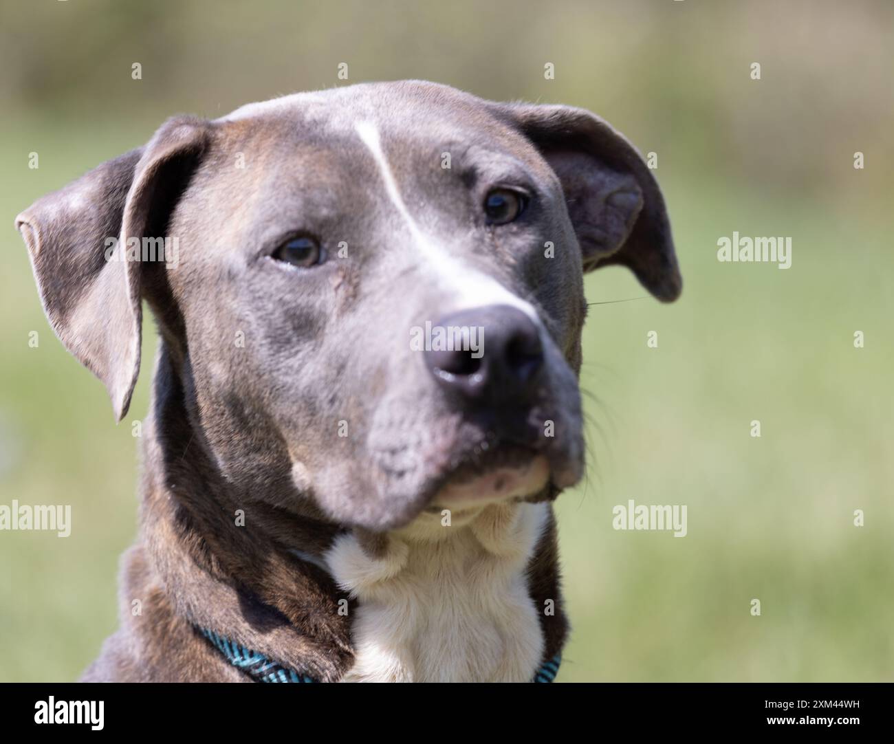 Adoptable Pit Bulls in Animal Shelters Stock Photo - Alamy