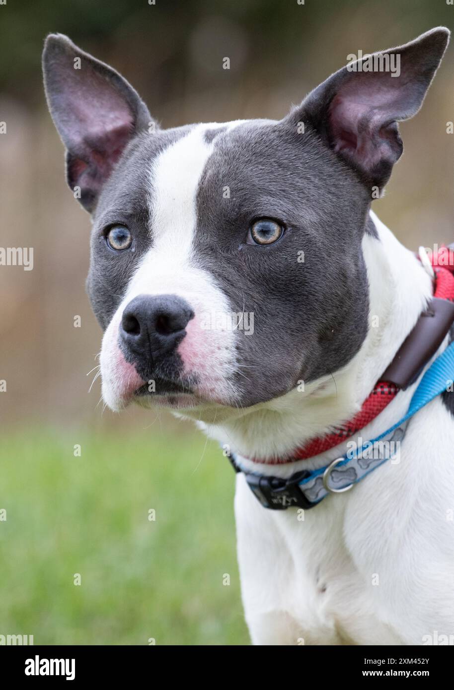 Adoptable Pit Bulls in Animal Shelters Stock Photo - Alamy