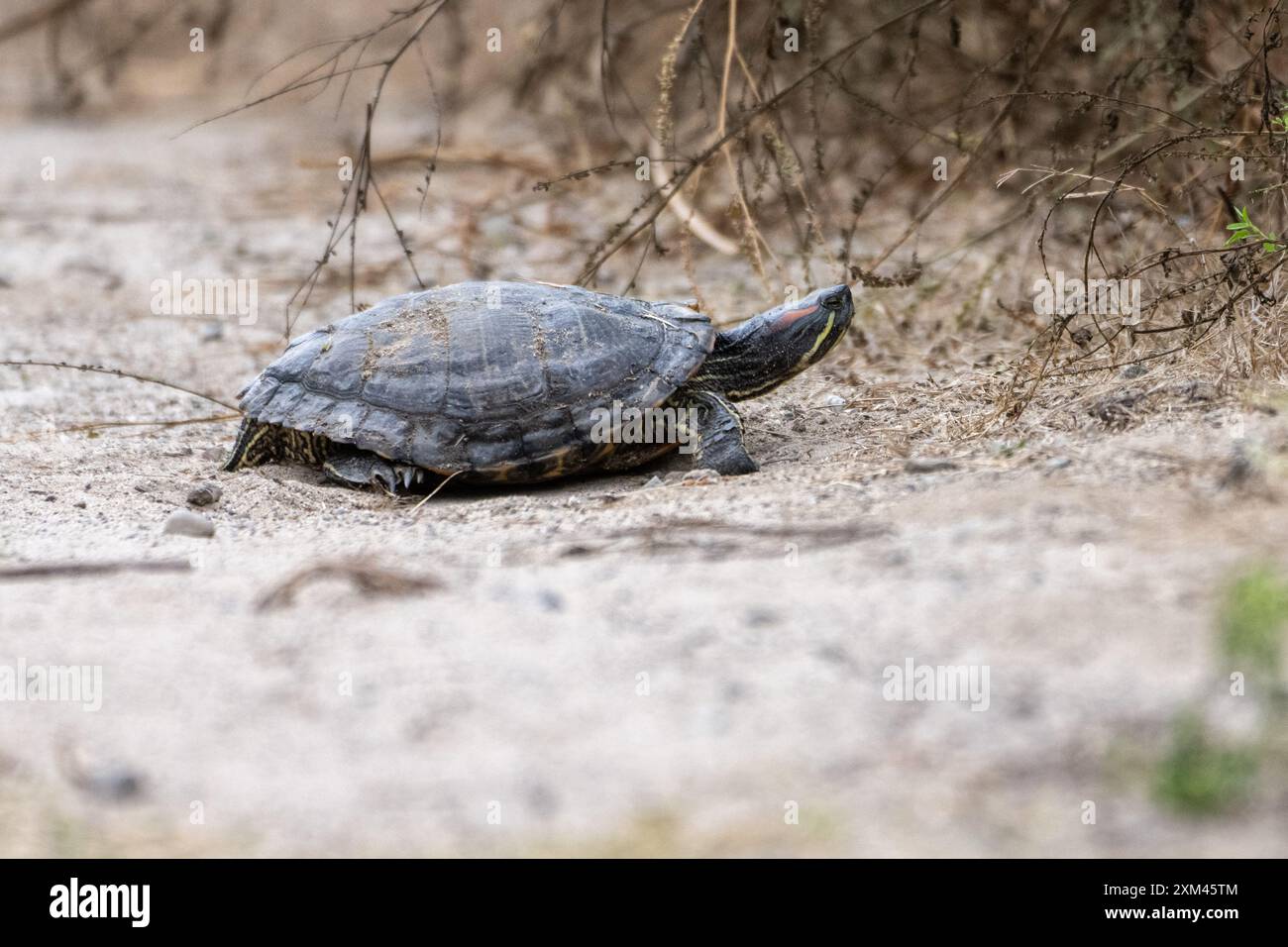 Tutle shell hi-res stock photography and images - Alamy