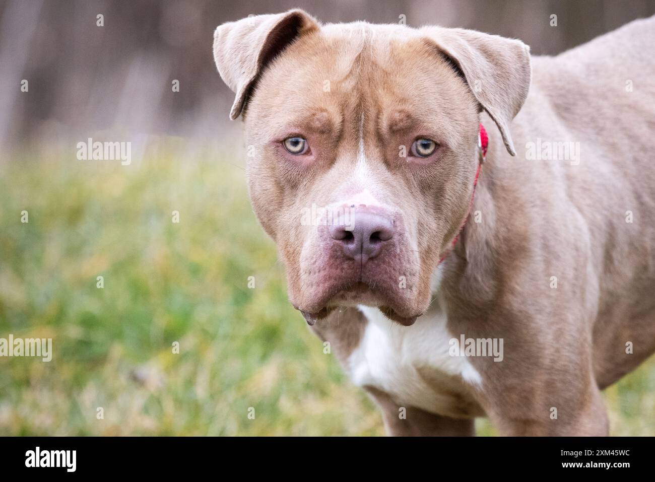 Adoptable Pit Bulls in Animal Shelters Stock Photo - Alamy