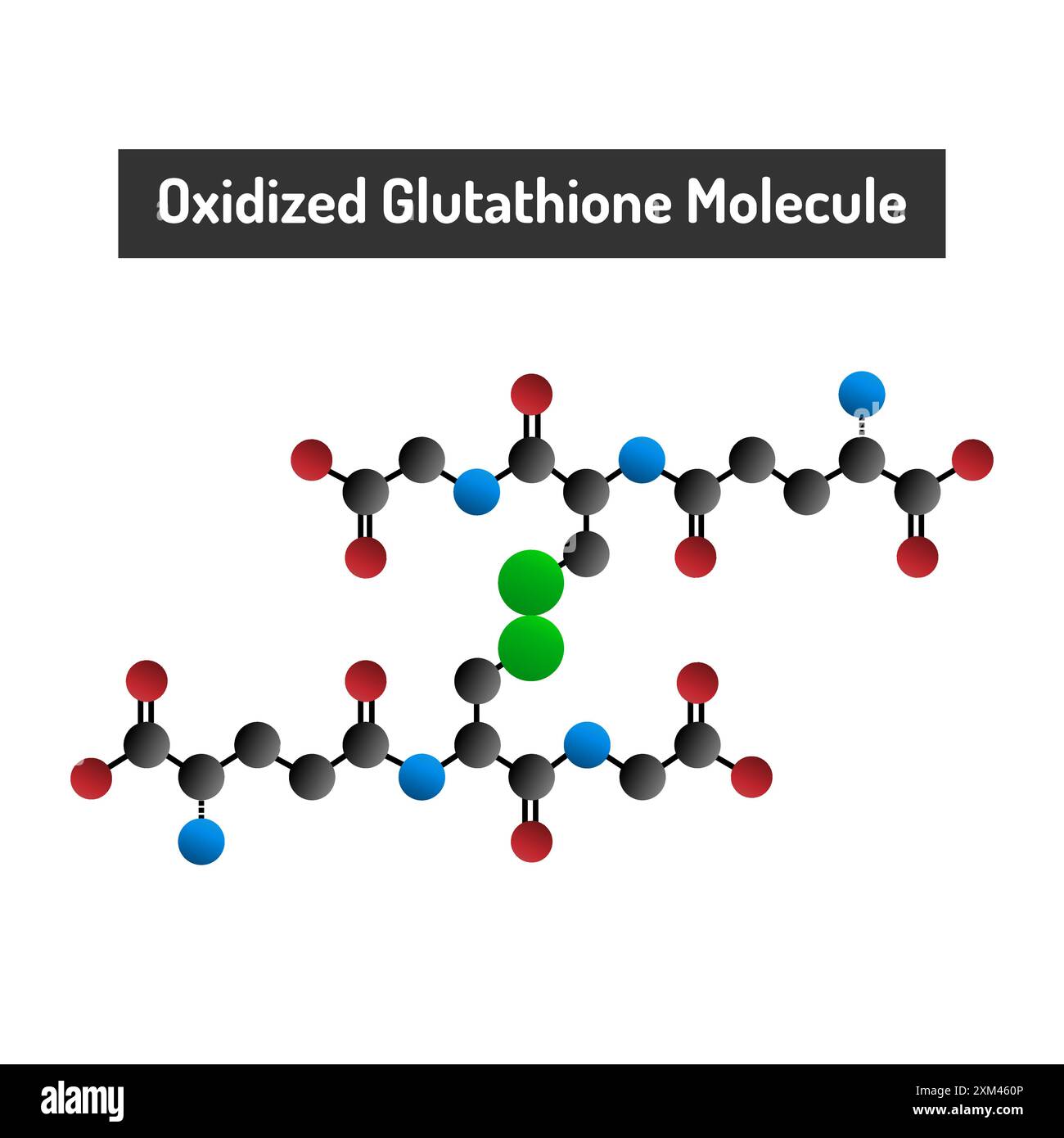 Oxidized glutathione Cut Out Stock Images & Pictures - Alamy