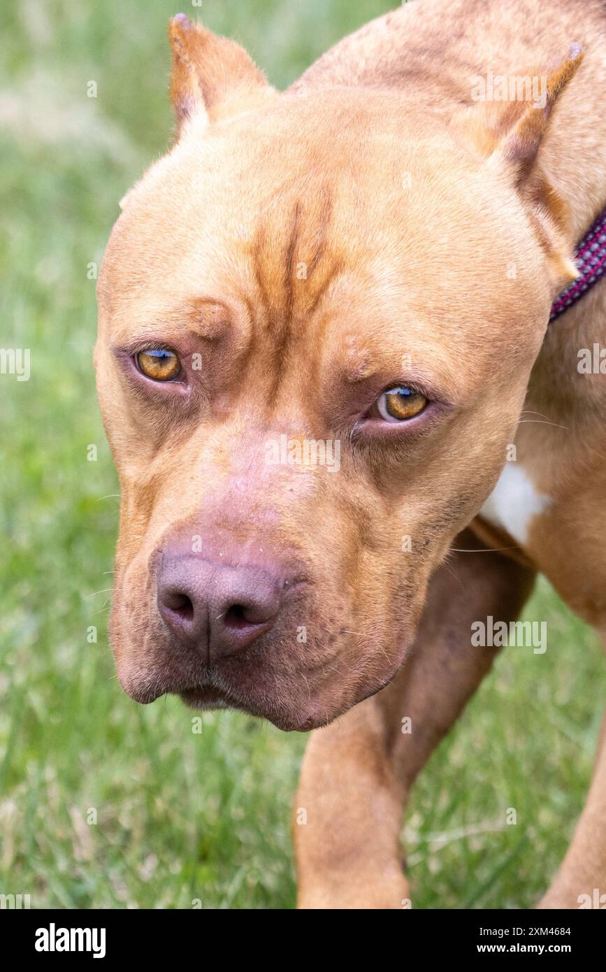 Adoptable Pit Bulls in Animal Shelters Stock Photo - Alamy