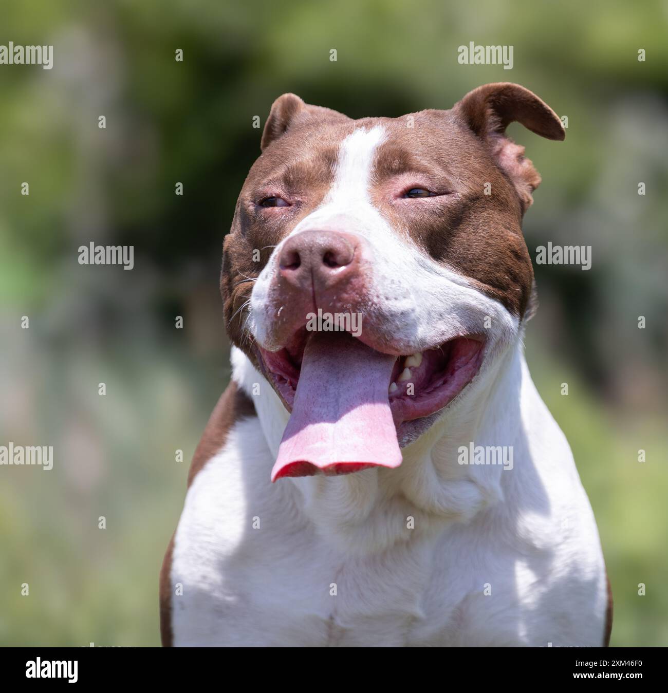Adoptable Pit Bulls in Animal Shelters Stock Photo - Alamy