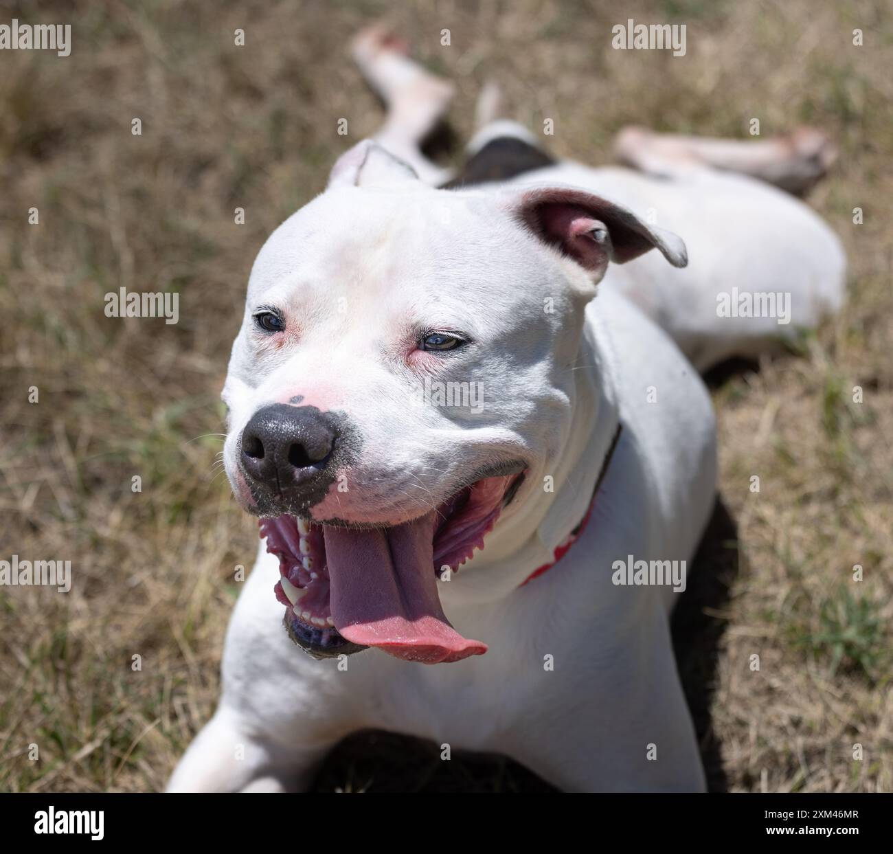 Adoptable Pit Bulls in Animal Shelters Stock Photo - Alamy