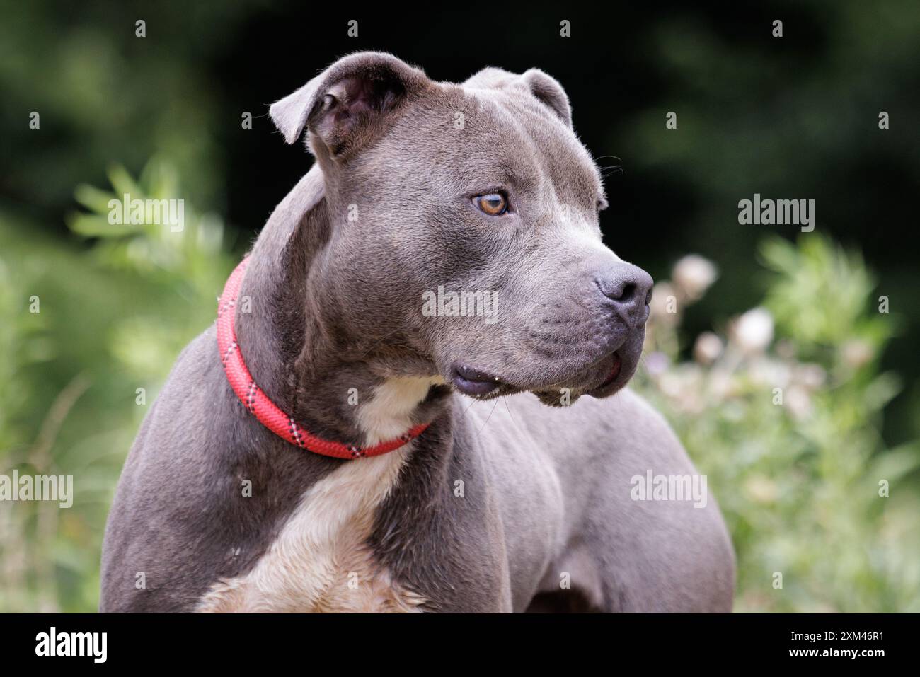 Adoptable Pit Bulls in Animal Shelters Stock Photo - Alamy