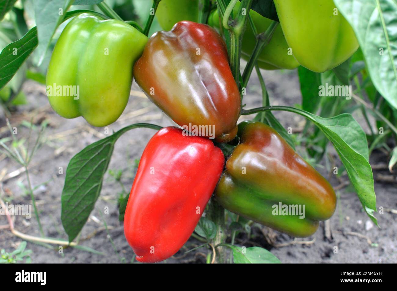 close-up of ripening peppers in the vegetable garden at the organic ...
