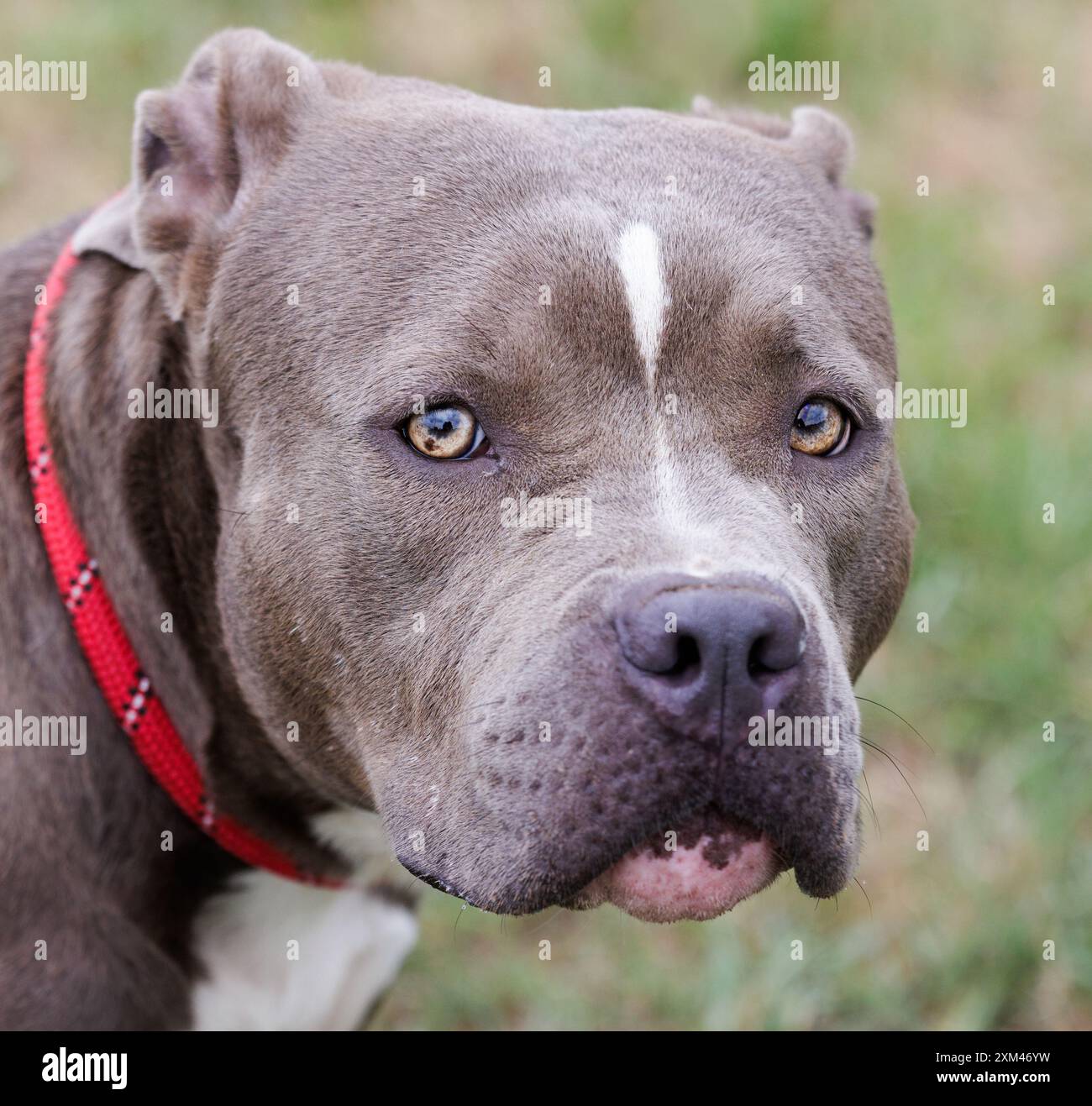 Adoptable Pit Bulls in Animal Shelters Stock Photo - Alamy