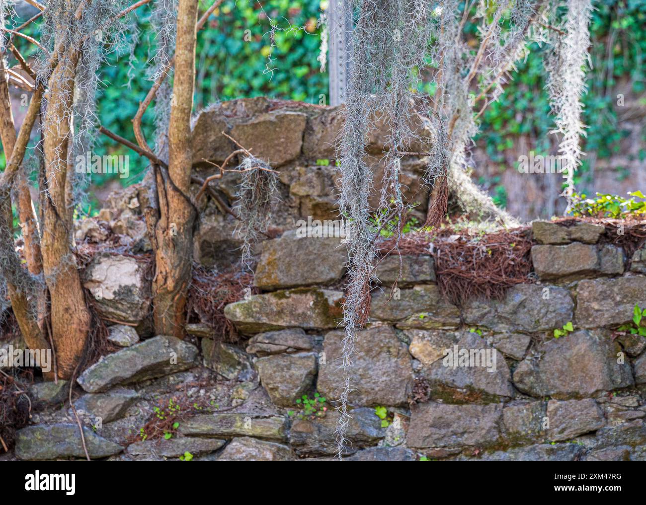 Old stonework fence with Spanish moss hanging from trees to cover the ...