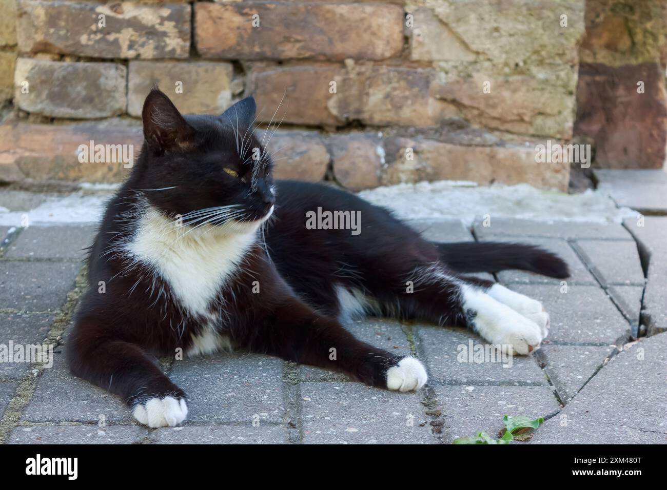 Rare black cat hi-res stock photography and images - Alamy