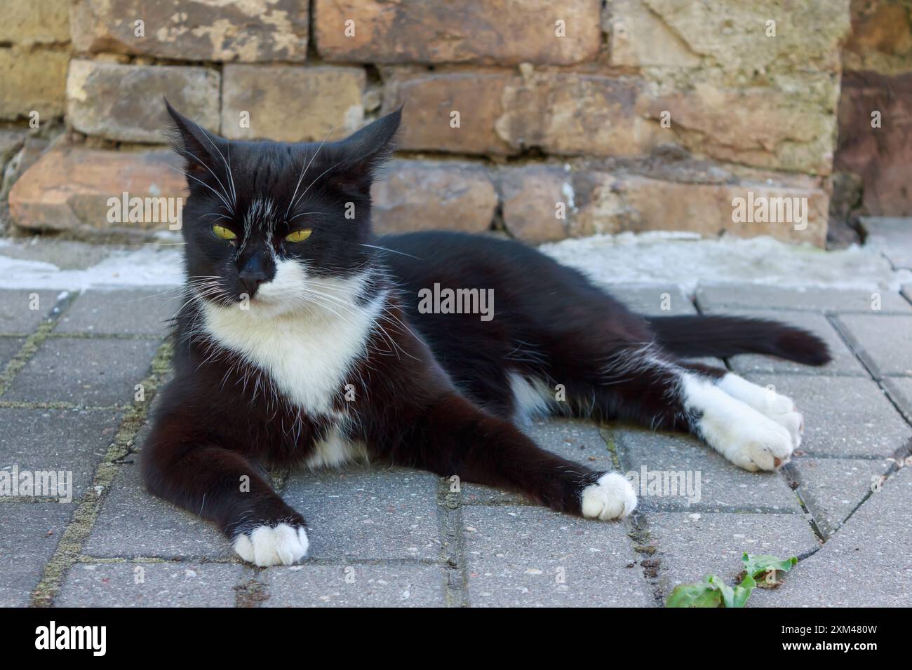 Rare black cat hi-res stock photography and images - Alamy