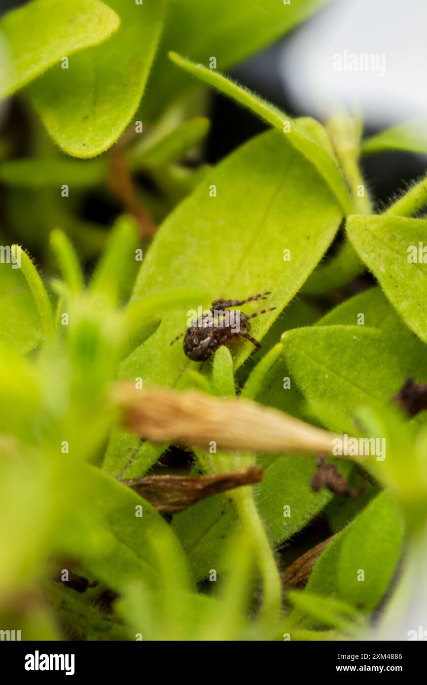 Small spider in a bush leaf Stock Photo - Alamy