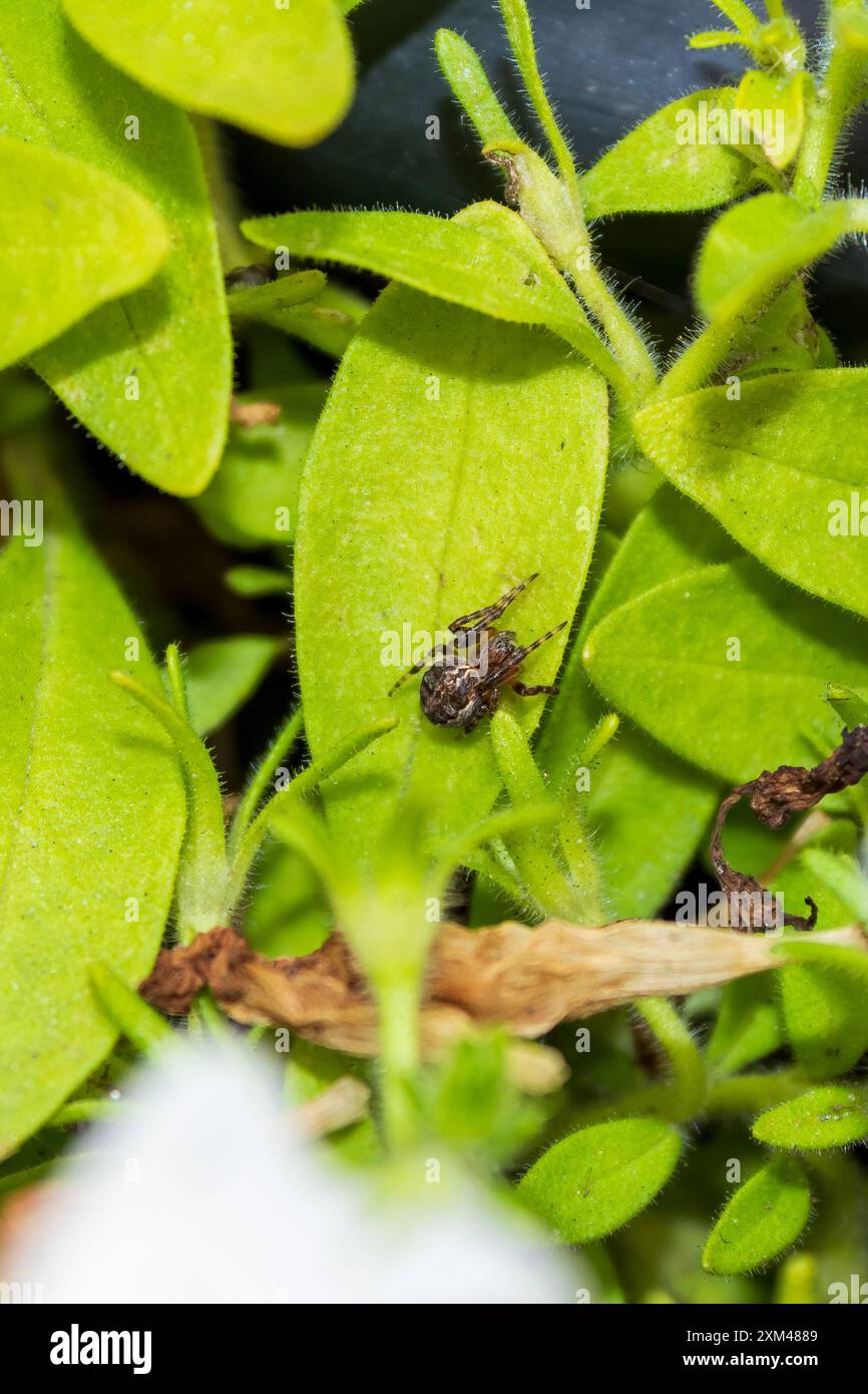 Small spider in a bush leaf Stock Photo - Alamy